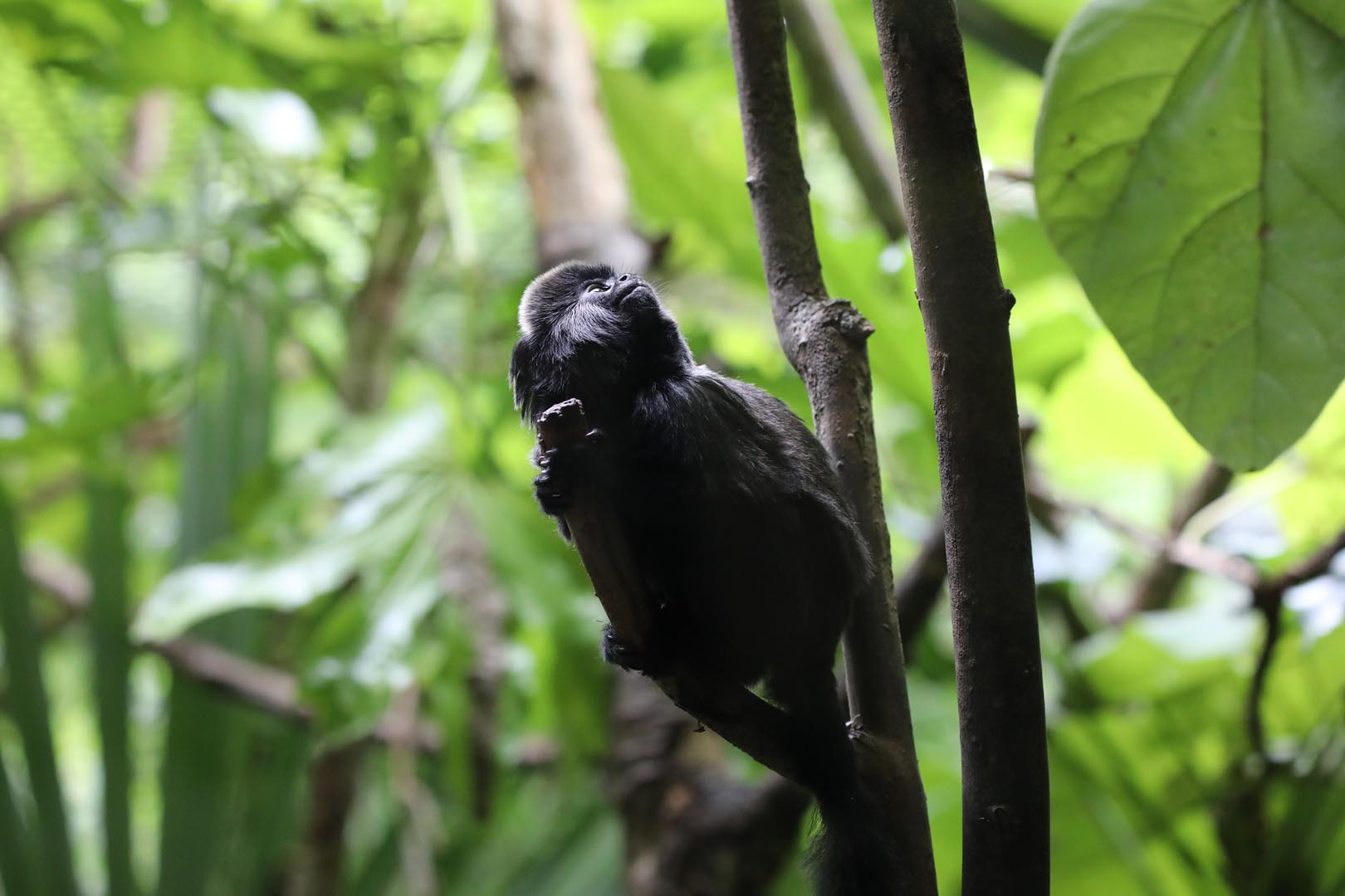 Giant armadillo | RZSS