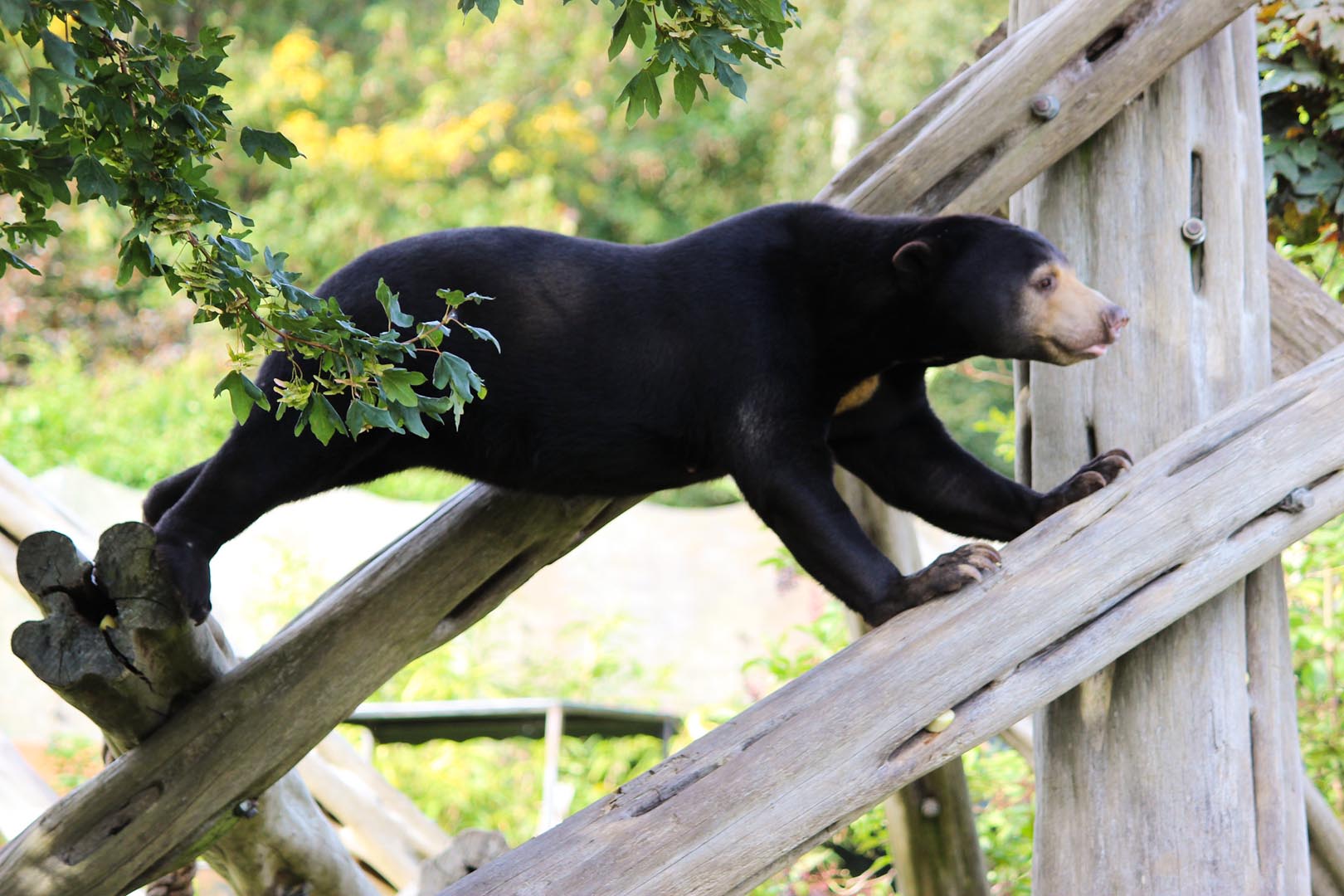 Malayan sun bear