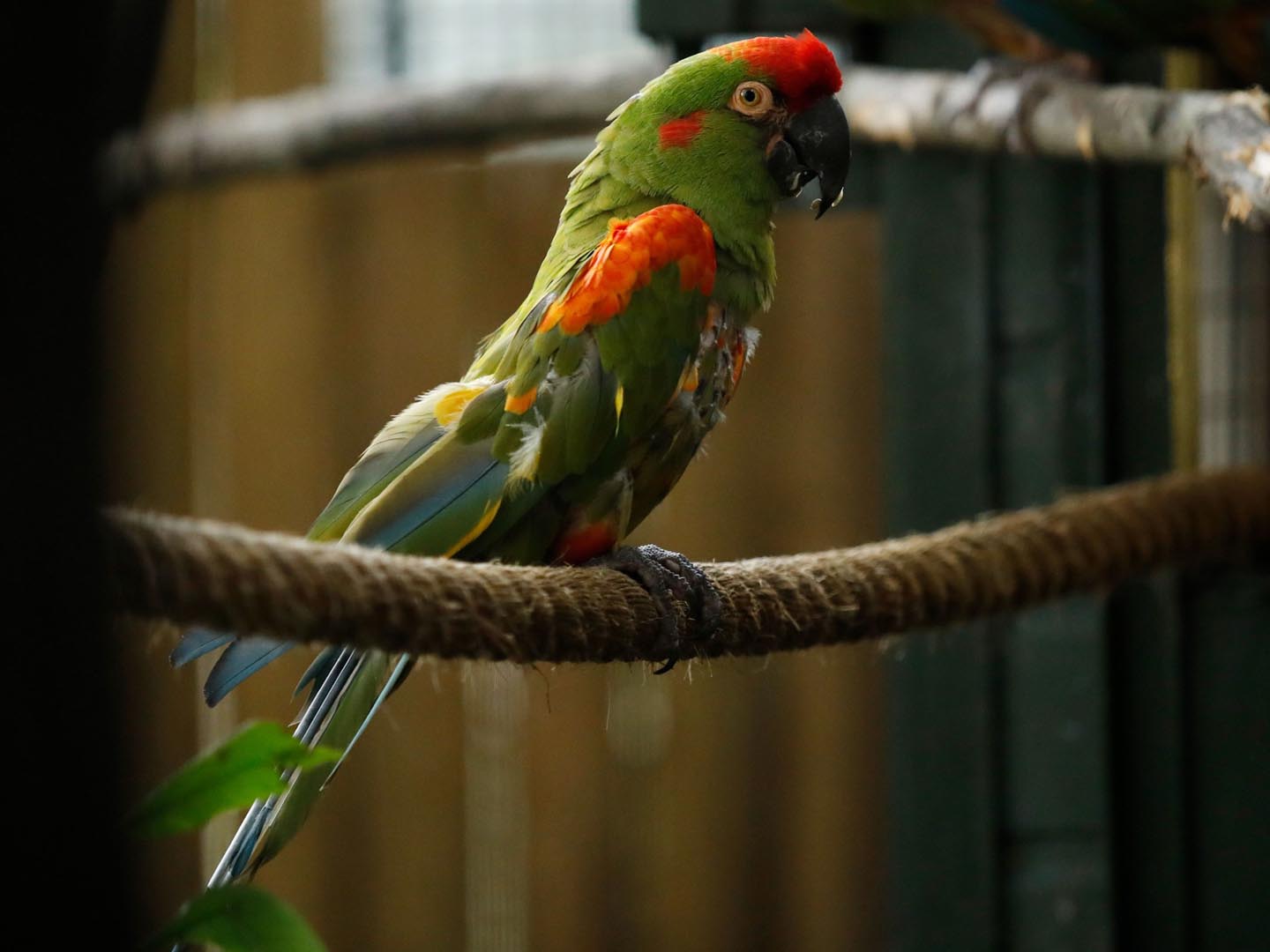 Red-fronted macaw