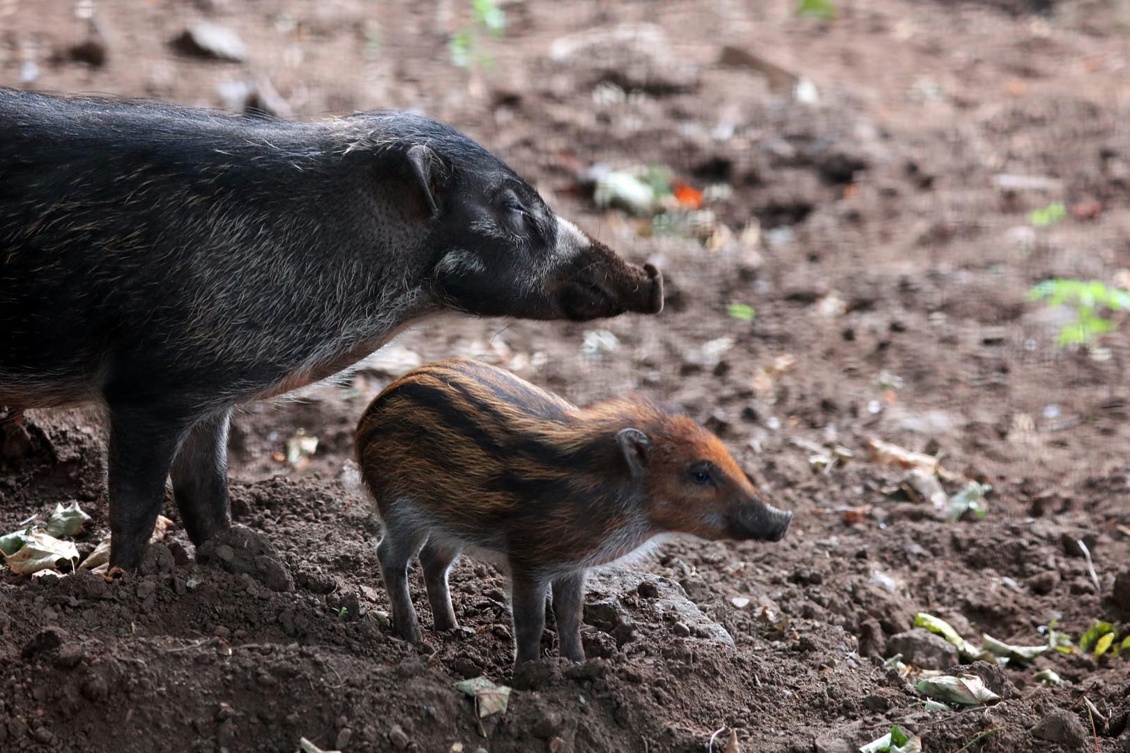 Visayan warty pig